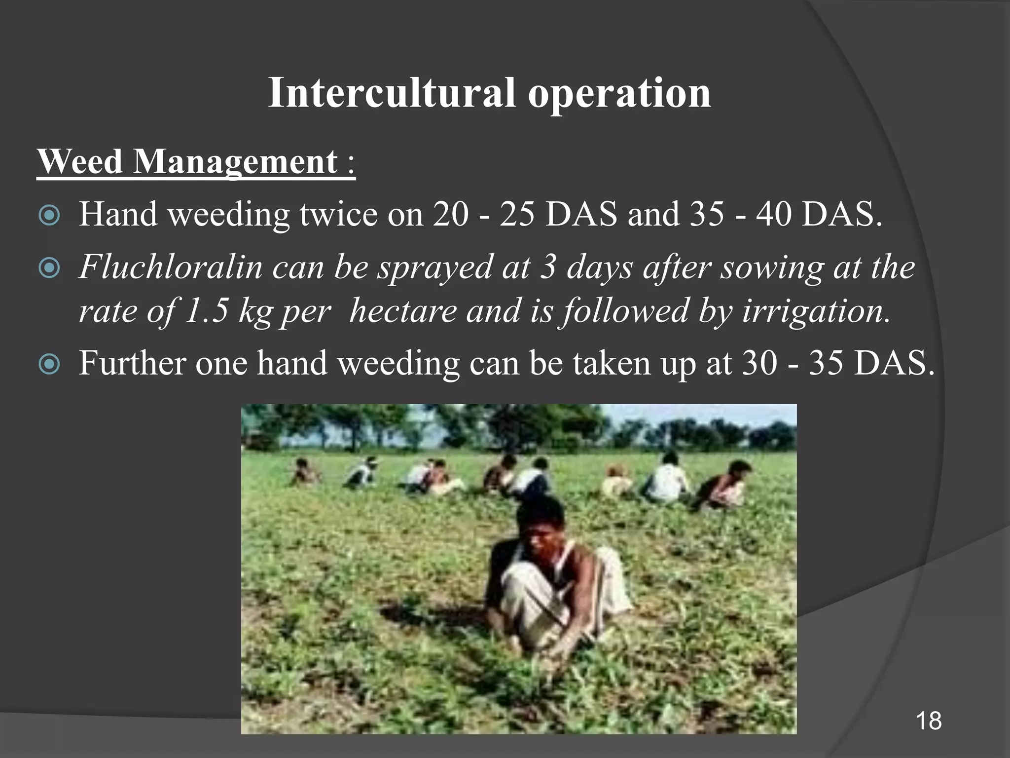 Production technology of jute | PPTX