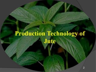 Production technology of jute | PPTX