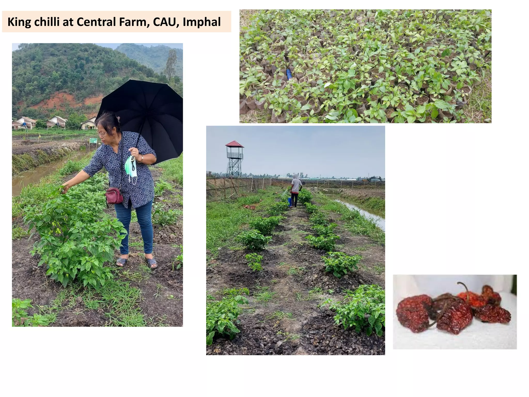 Production technology of king chilli by dr. ps. mariam anal | PDF