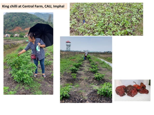 Production technology of king chilli by dr. ps. mariam anal | PDF ...