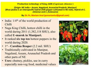 Production technology of king chilli by dr. ps. mariam anal | PDF