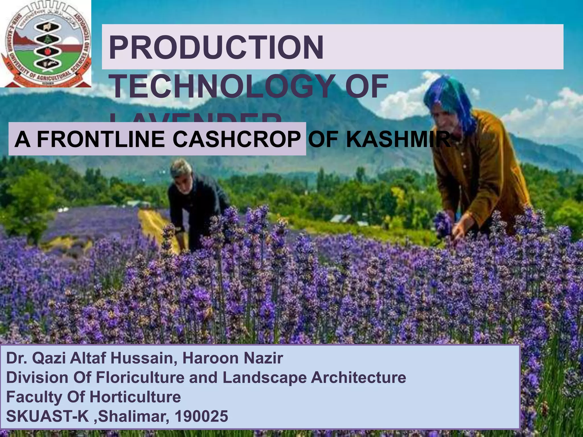 Production Technology Of Lavender.pptx