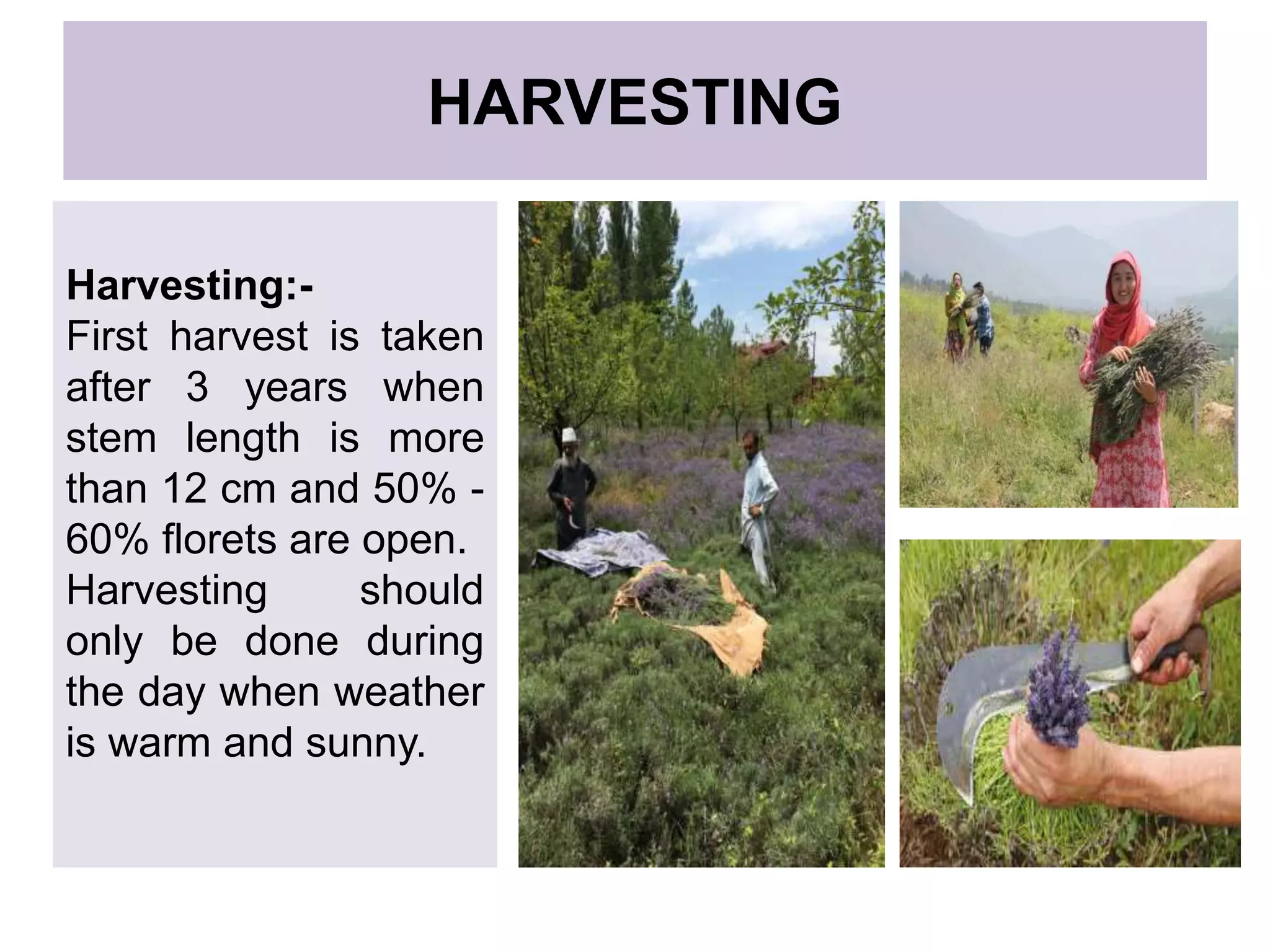 Production Technology Of Lavender.pptx