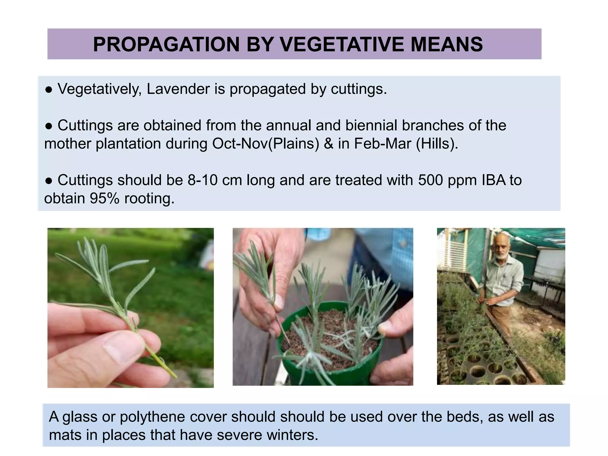 Production Technology Of Lavender.pptx
