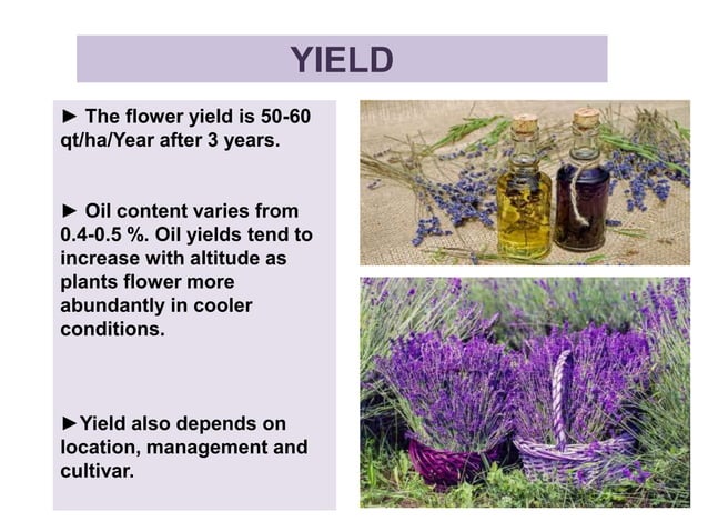 Production Technology Of Lavender.pptx | Agriculture | Industries