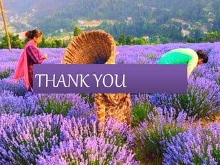 Production Technology Of Lavender.pptx