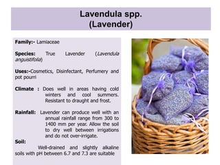 Production Technology Of Lavender.pptx
