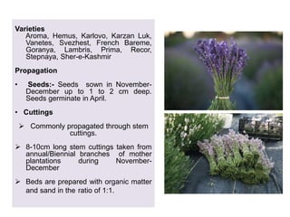 Production Technology Of Lavender.pptx
