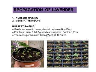 Production Technology Of Lavender.pptx