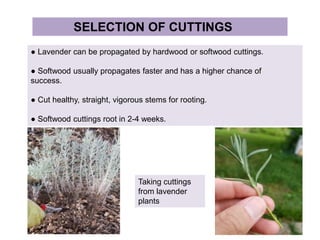 Production Technology Of Lavender.pptx