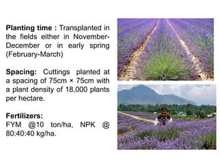 Production Technology Of Lavender.pptx