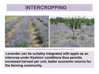 Production Technology Of Lavender.pptx