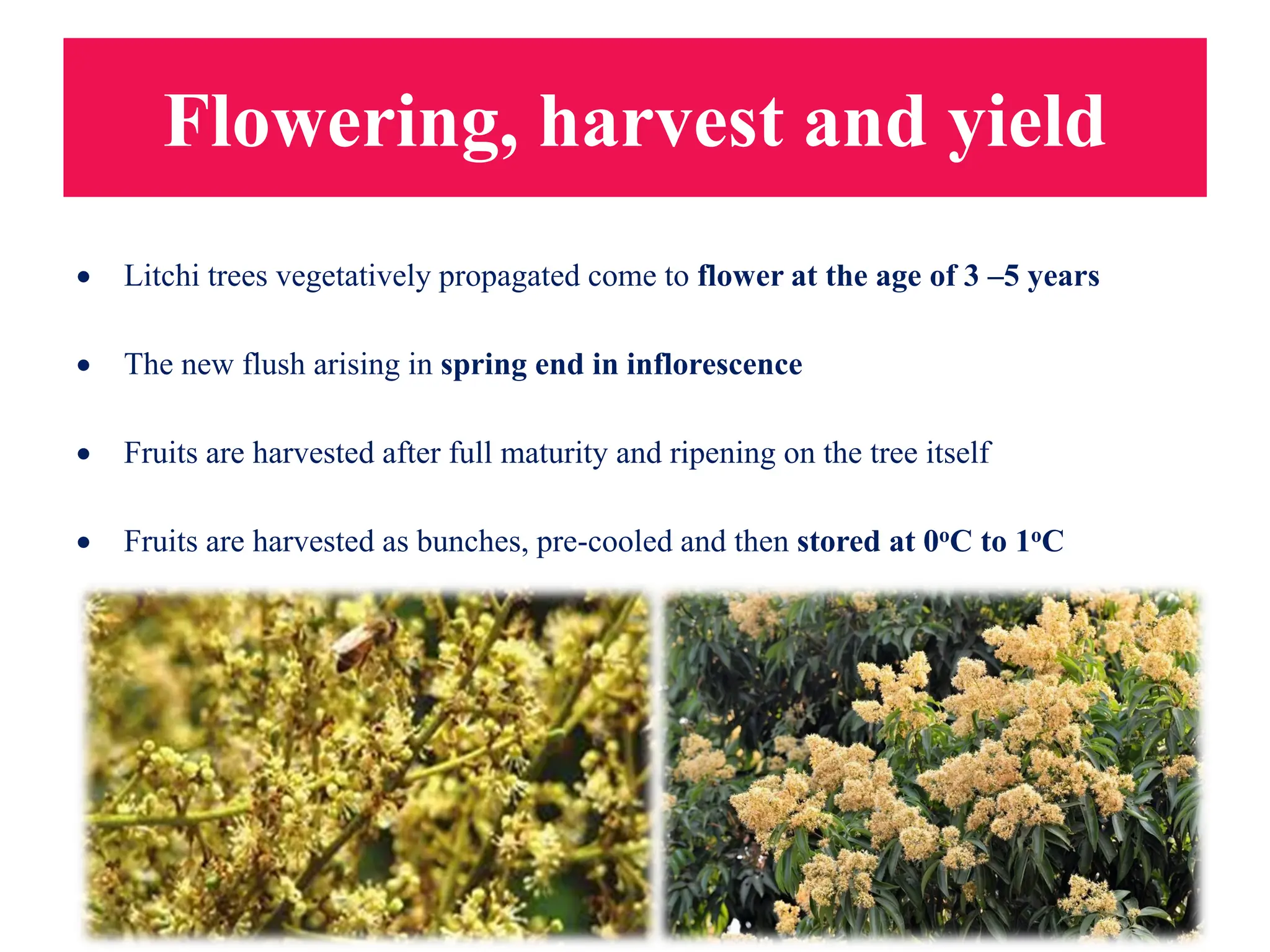 Production Technology of Litchi (or) lychee 1.pdf