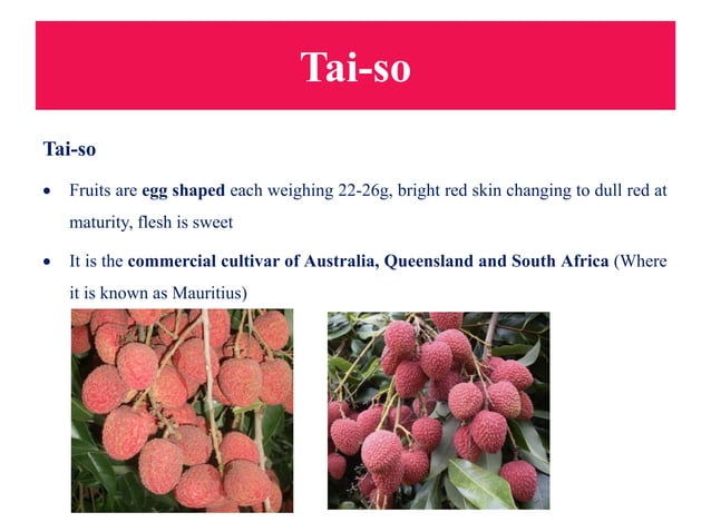 Production Technology of Litchi (or) lychee 1.pdf | Gardening | Home ...
