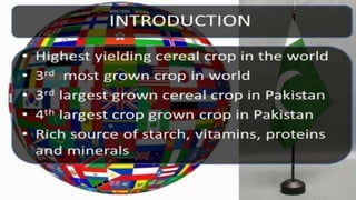 production Technology of Maize.pptx