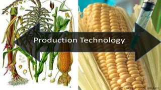 production Technology of Maize.pptx