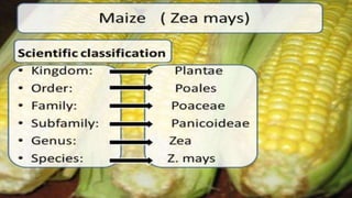 production Technology of Maize.pptx