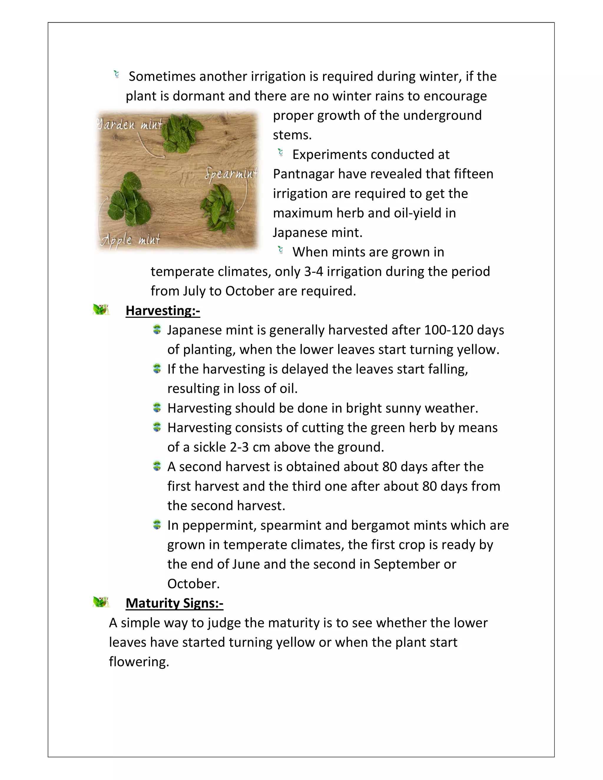 Production technology of Mentha | PDF