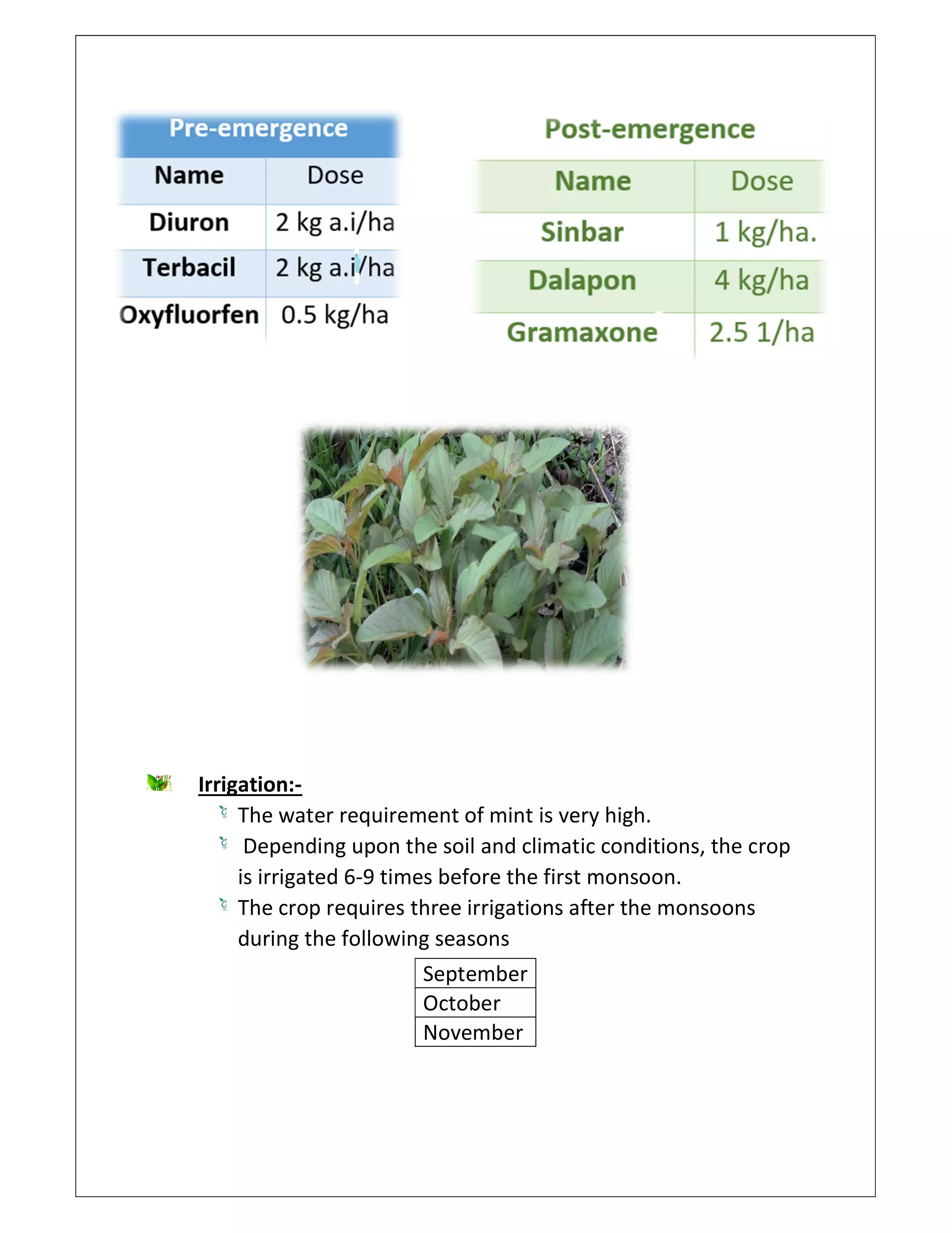 Production technology of Mentha | PDF