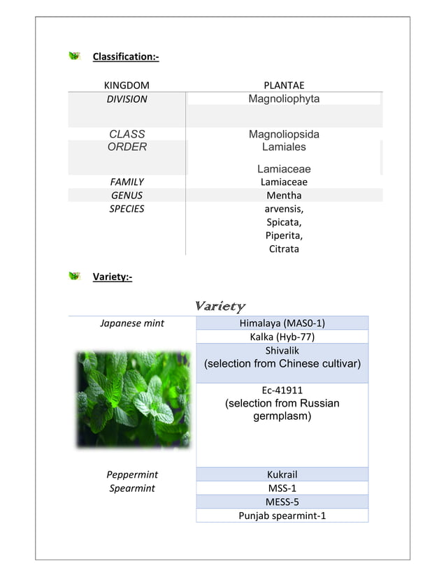 Production technology of Mentha | PDF | Agriculture | Industries