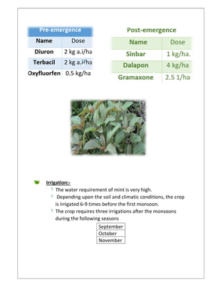 Production technology of Mentha | PDF