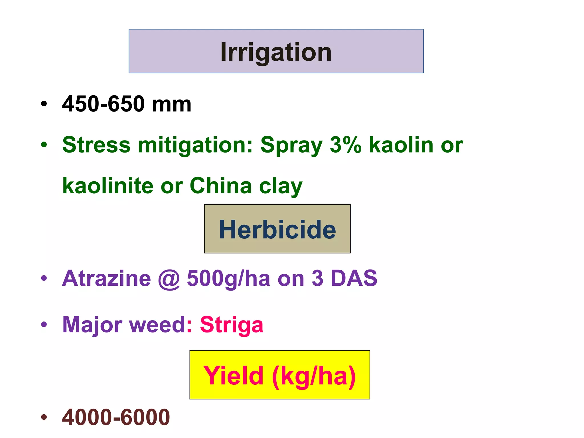 Production Technology of Millets.ppt