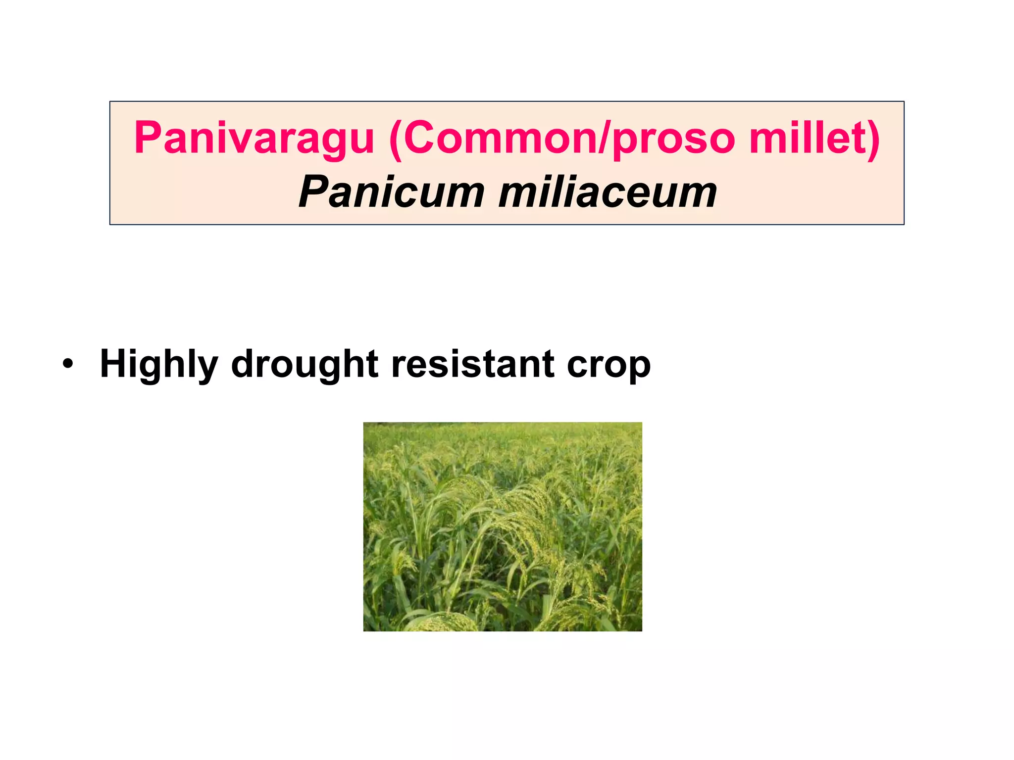 Production Technology of Millets.ppt
