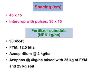Production Technology of Millets.ppt
