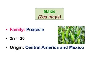 Production Technology of Millets.ppt