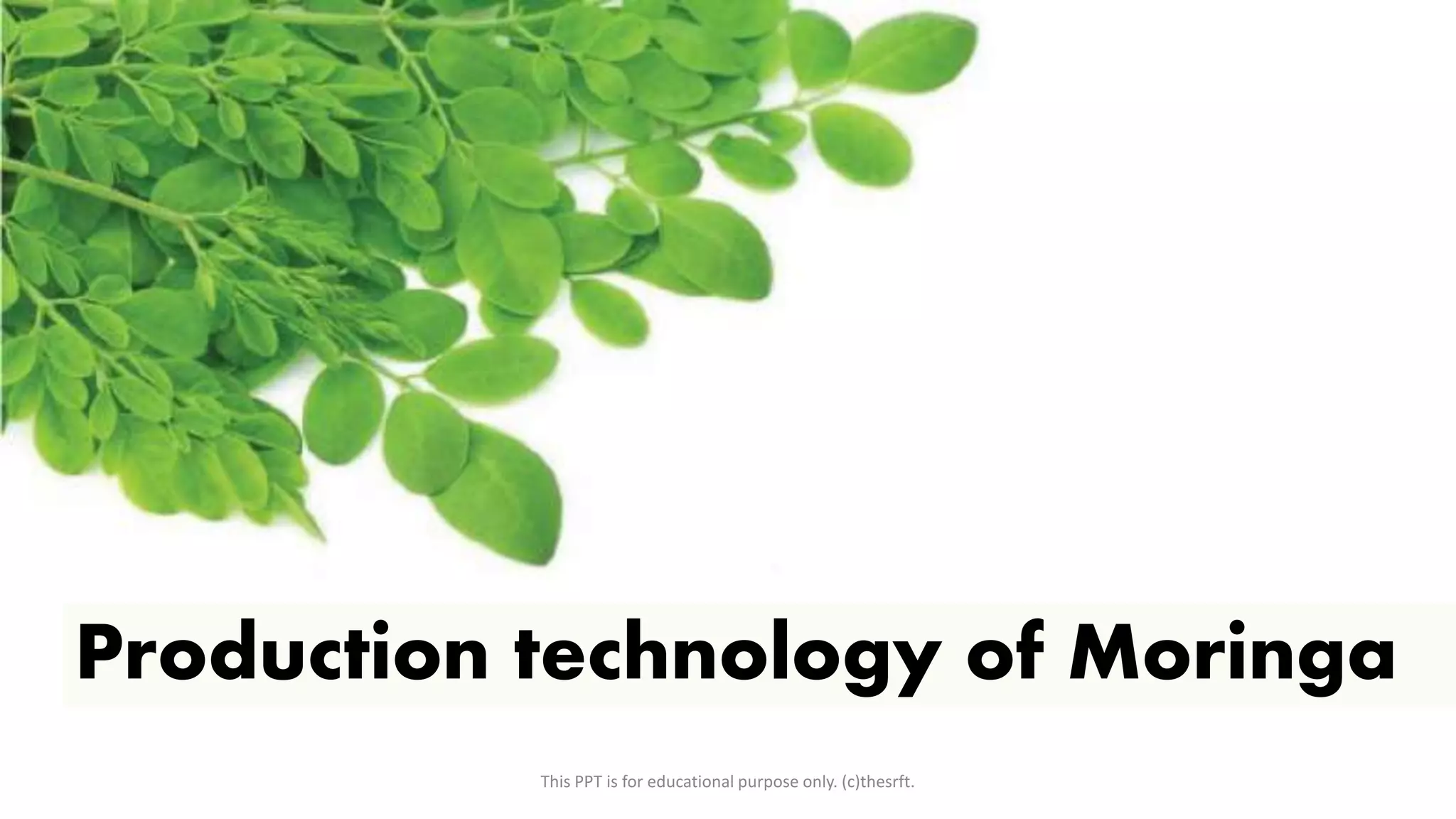 Production technology of moringa | PPTX