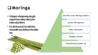 productiontechnologyofmoringa-211021171209 (1).pptx