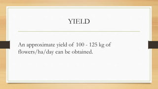 Production technology of Nerium and Ixora | PPTX