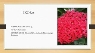 Production technology of Nerium and Ixora | PPTX