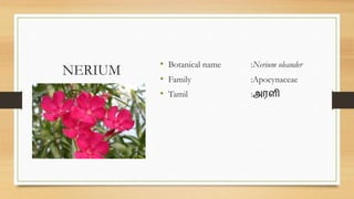 Production technology of Nerium and Ixora | PPTX