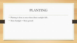 Production technology of Nerium and Ixora | PPTX