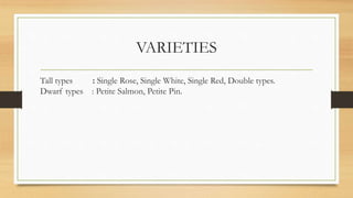 Production technology of Nerium and Ixora | PPTX