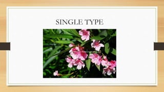 Production technology of Nerium and Ixora | PPTX