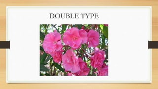 Production technology of Nerium and Ixora | PPTX