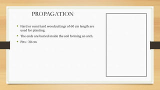 Production technology of Nerium and Ixora | PPTX