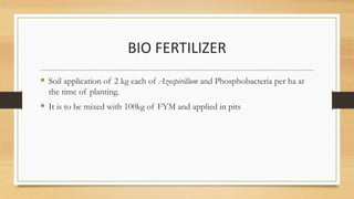 Production technology of Nerium and Ixora | PPTX