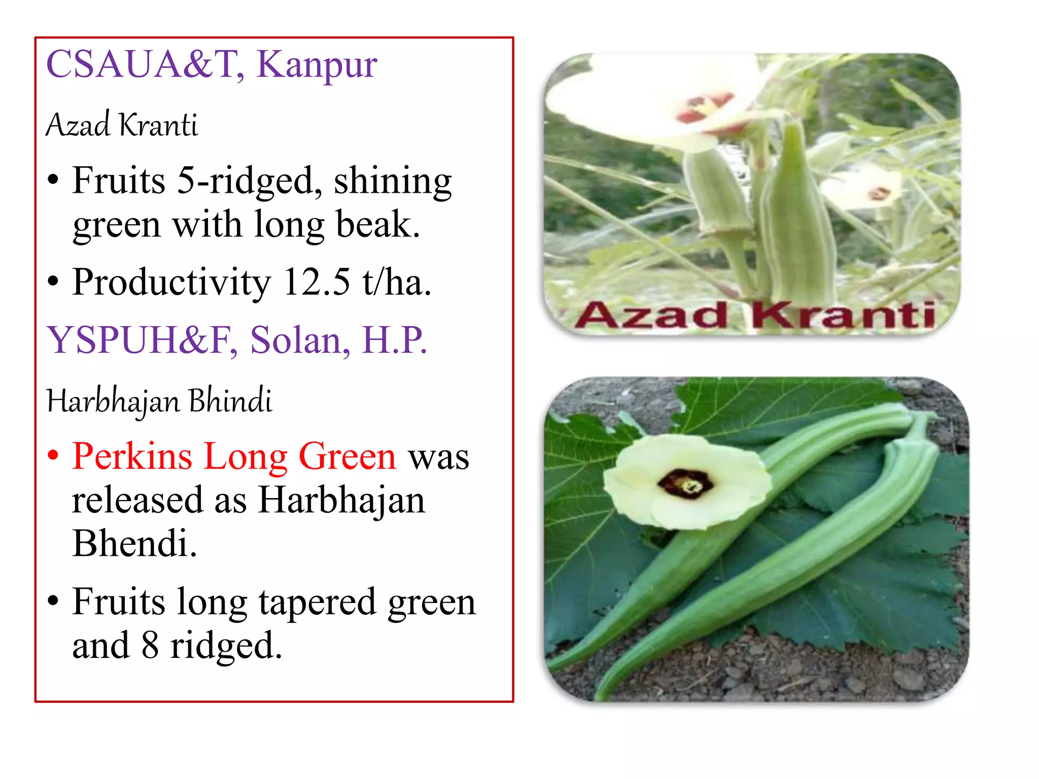 Production technology of okra | PPTX