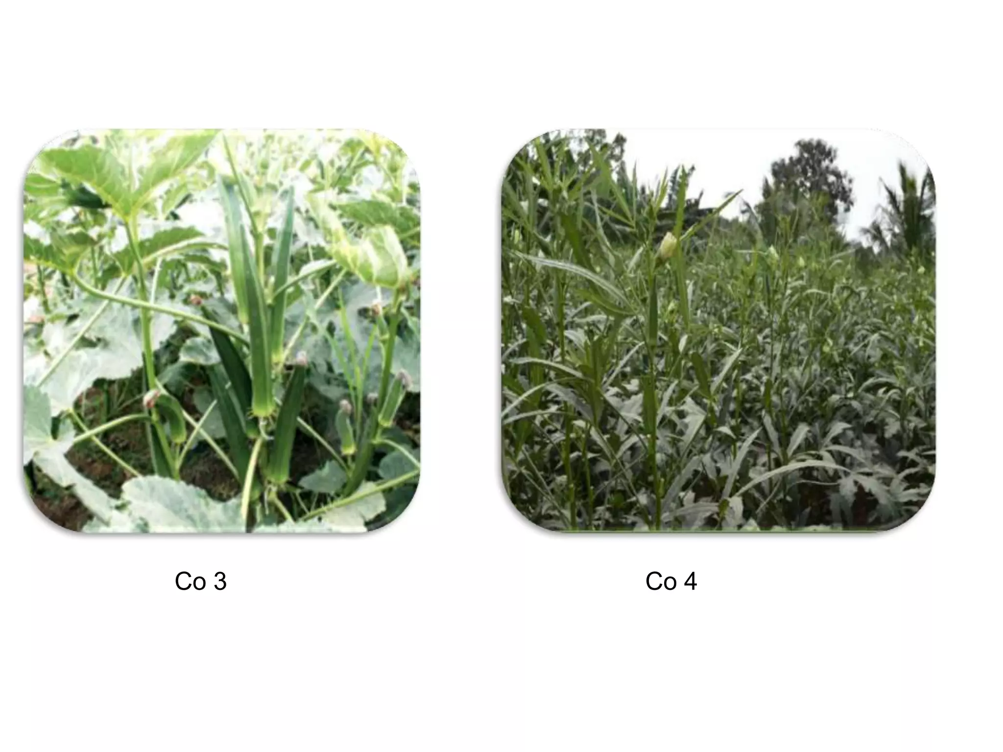 Production technology of okra | PPTX