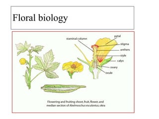 Okra Flower Parts