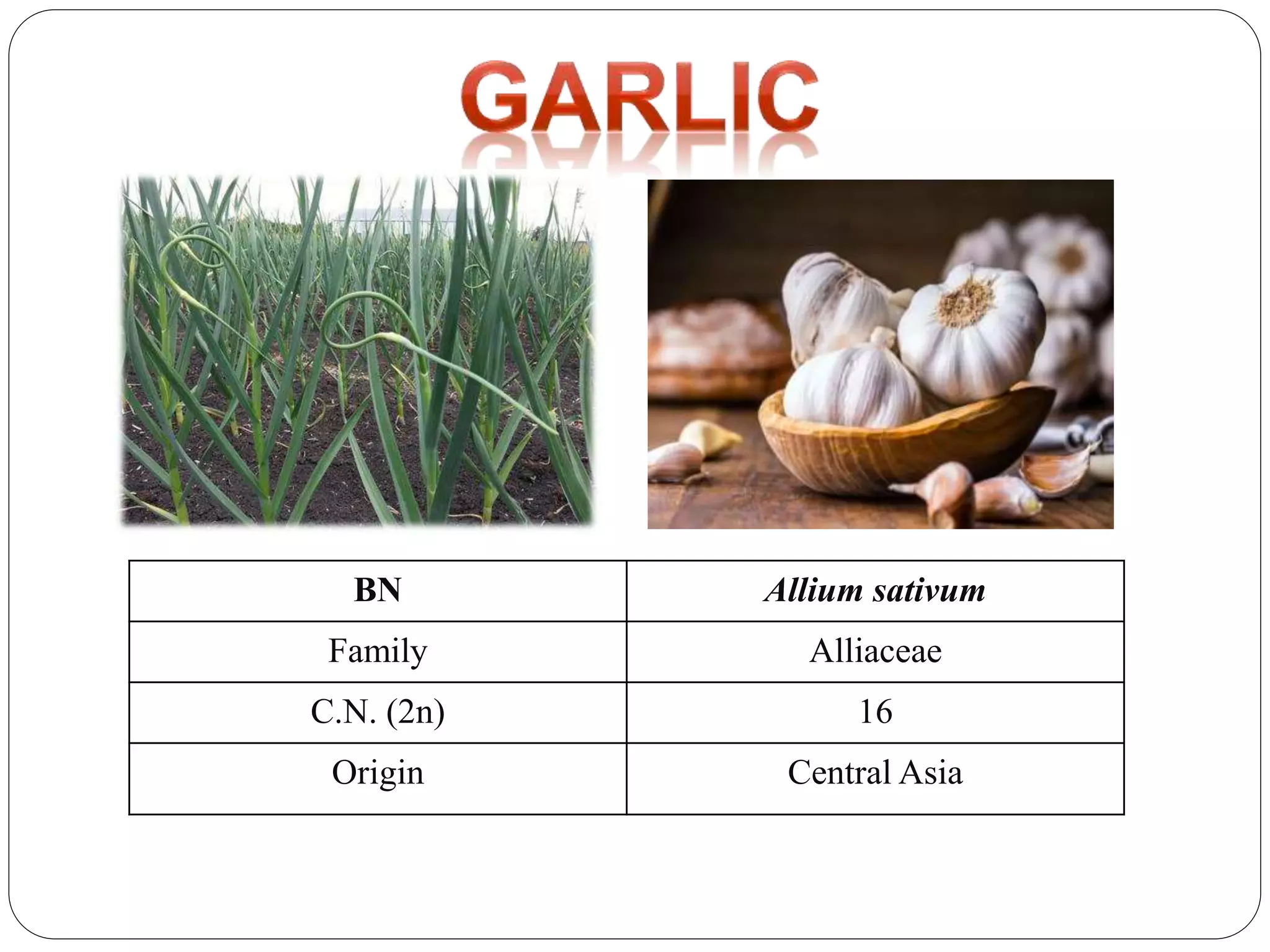 Production technology of onion and garlic | PPTX