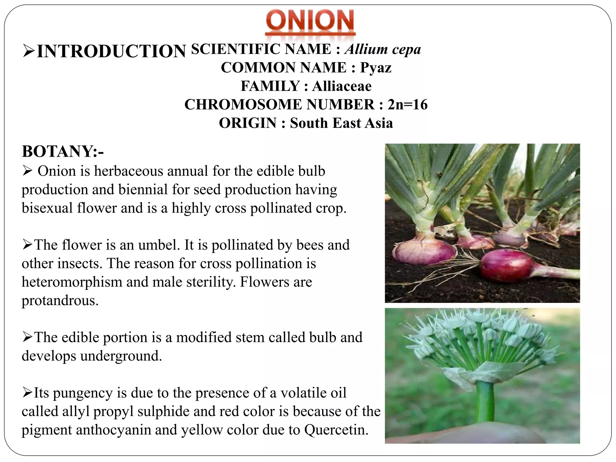 Production technology of onion and garlic | PPTX