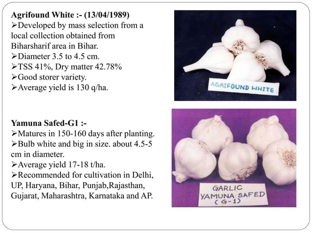 Production technology of onion and garlic | PPTX | Gardening | Home & Garden