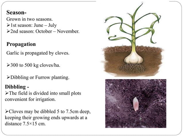 Production technology of onion and garlic | PPTX | Gardening | Home & Garden