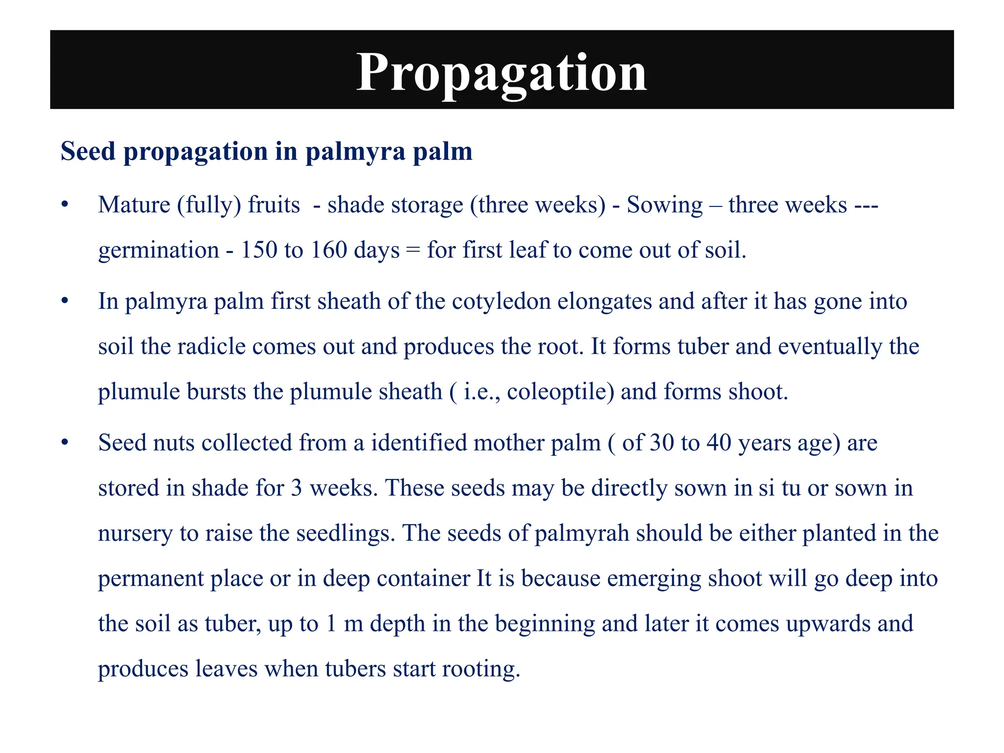Production Technology of Palmyrah (Borassus flabellifer L) | PDF