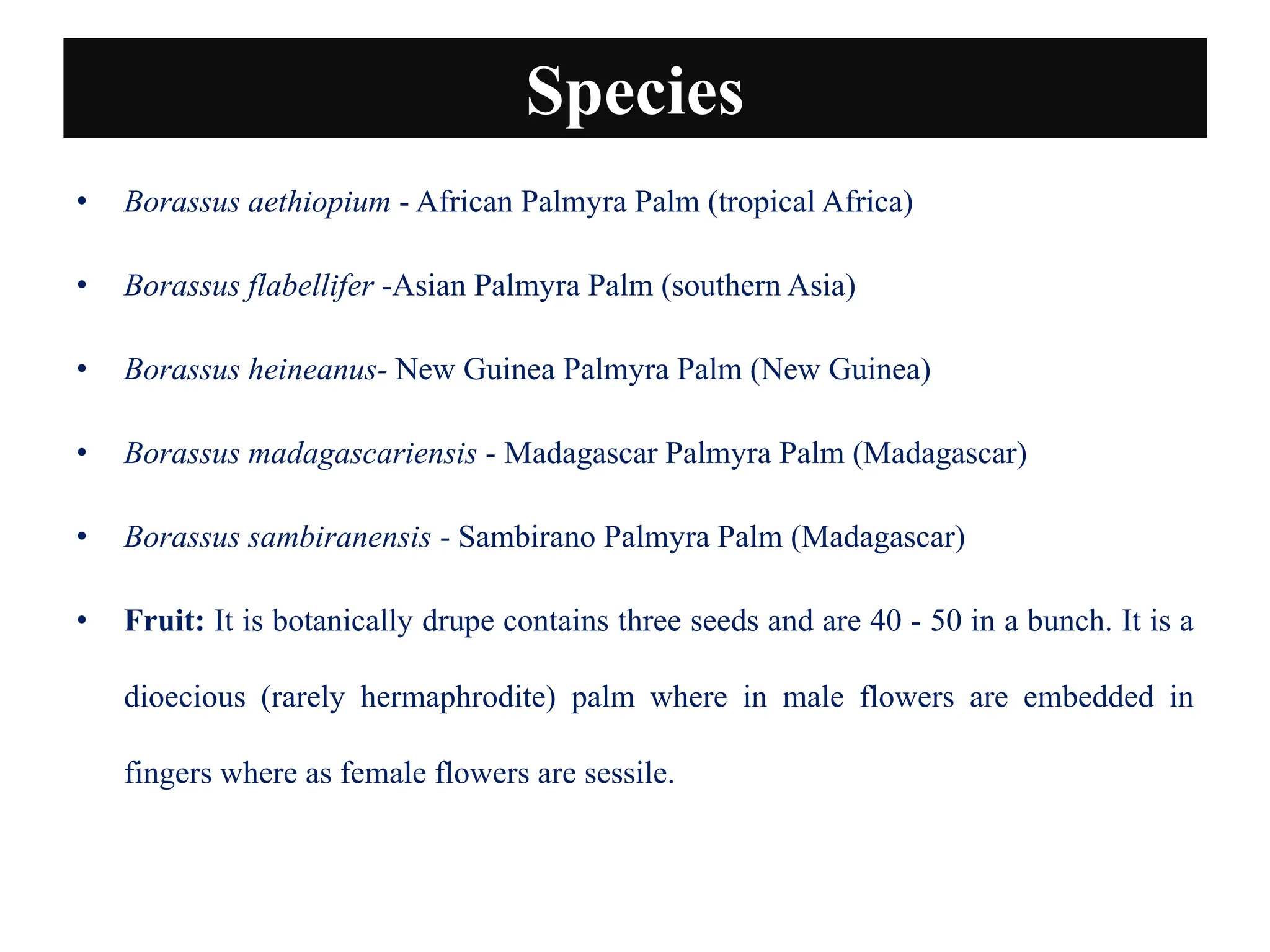 Production Technology of Palmyrah (Borassus flabellifer L) | PDF