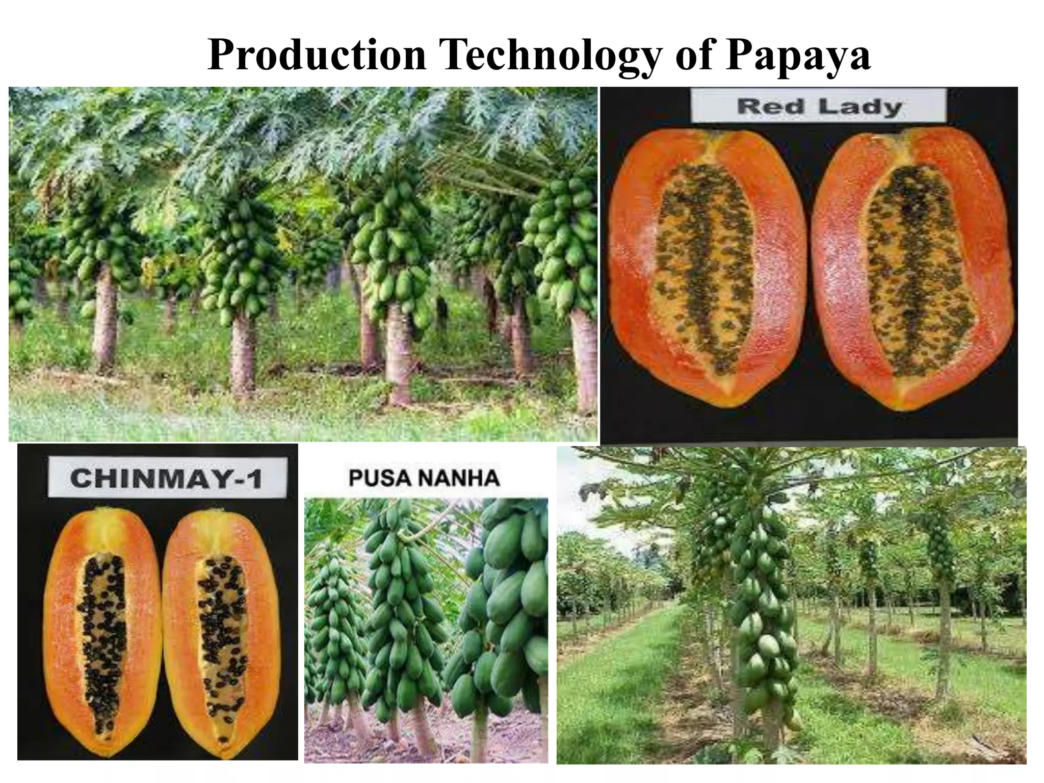 Production Technology of Papaya 5 (1).pptx